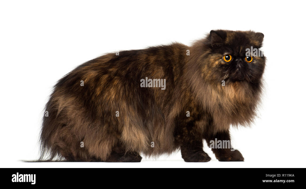 Persian standing and looking away Stock Photo - Alamy