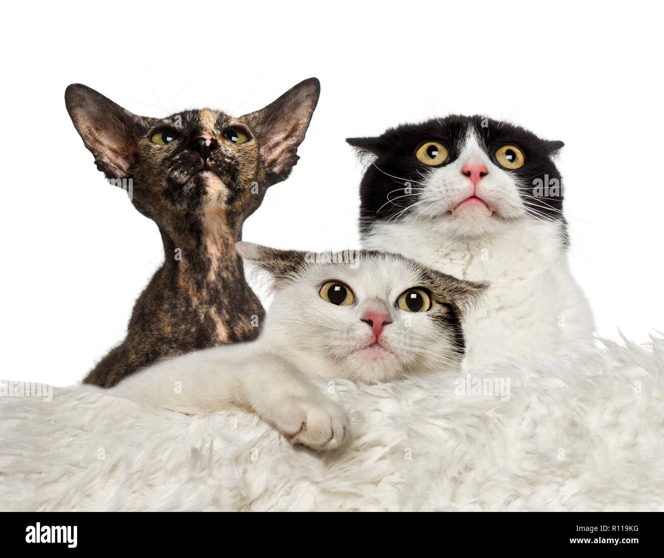 Worried Cat High Resolution Stock Photography and Images - Alamy