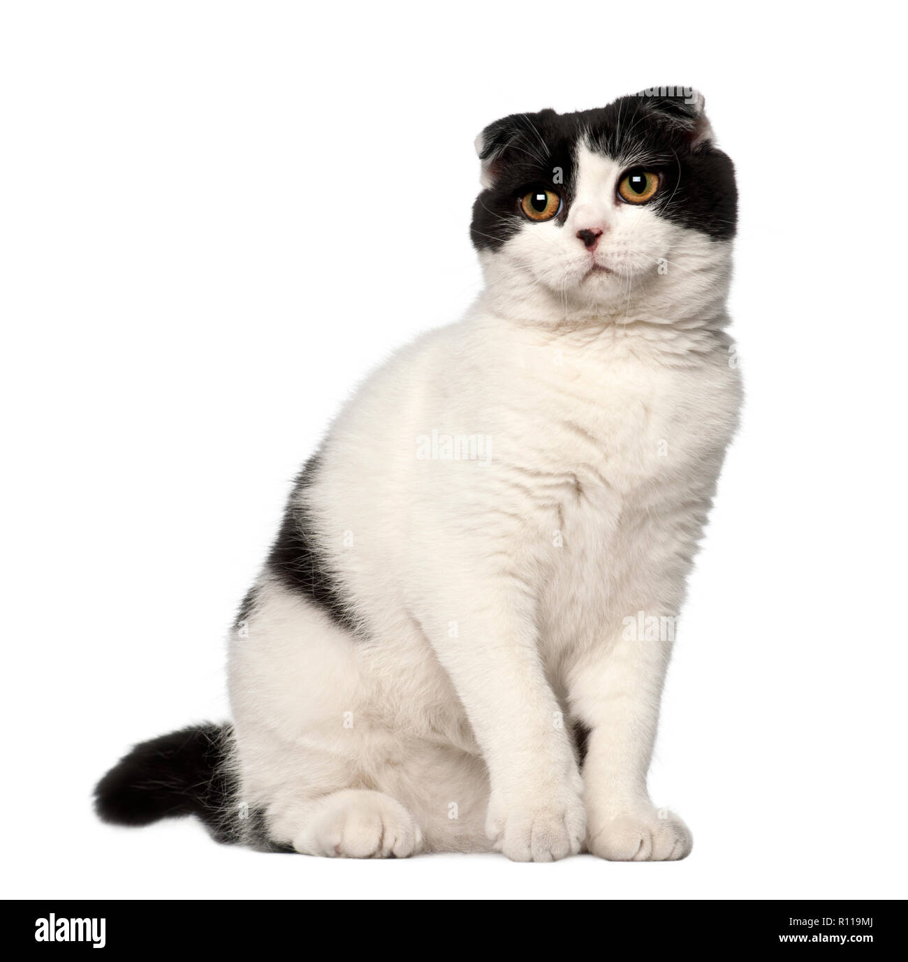 Old scottish fold cat Cut Out Stock Images & Pictures - Alamy