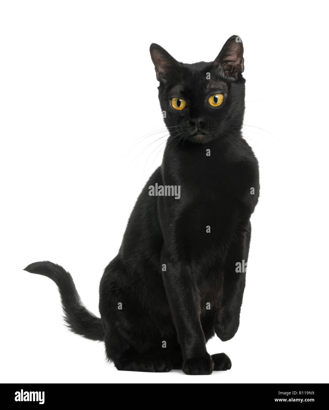Bombay cat sitting, isolated on white Stock Photo - Alamy