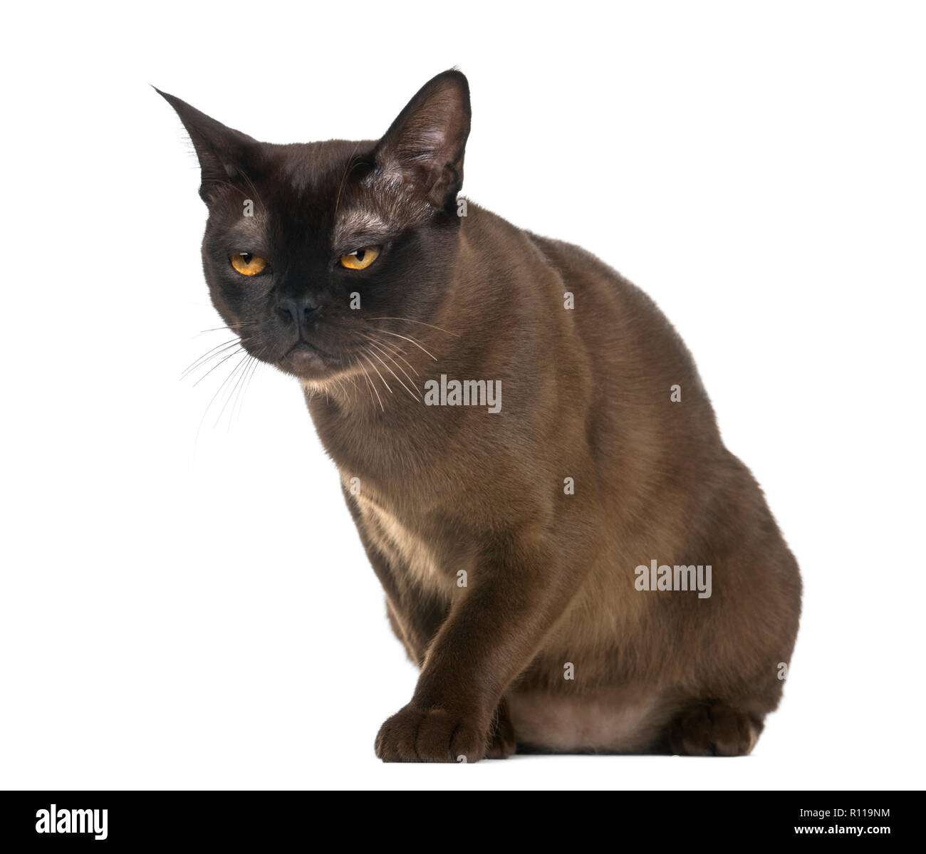 British bombay cat Cut Out Stock Images & Pictures - Alamy