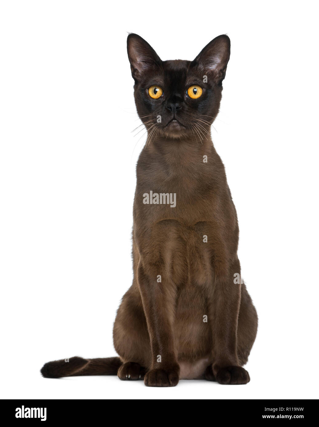 British bombay cat Cut Out Stock Images & Pictures - Alamy
