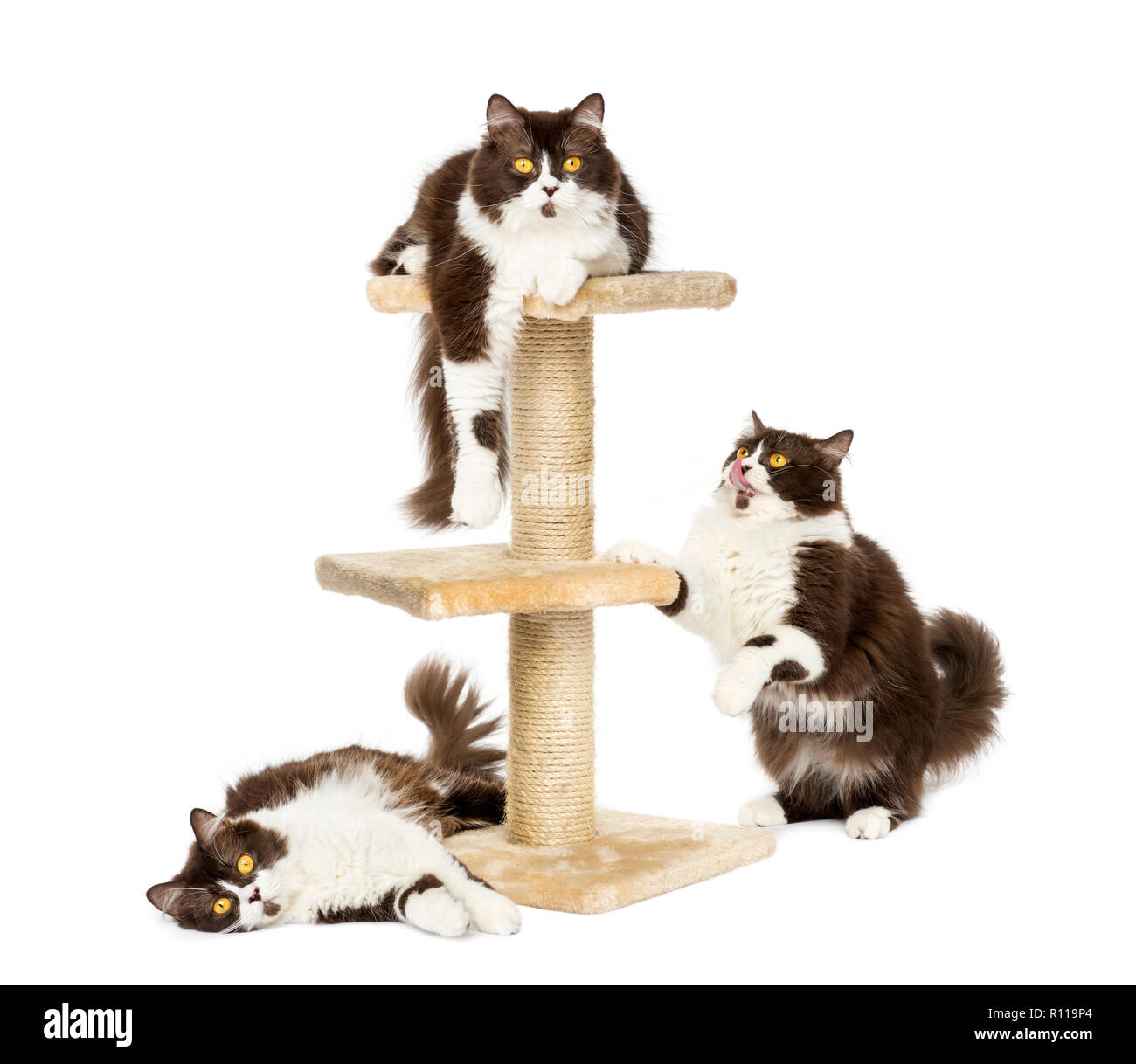 British longhair cats on a cat tree, isolated on white Stock Photo - Alamy
