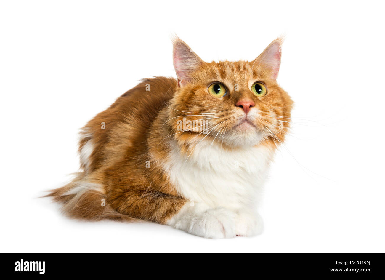 Maine Coon lying (2,5 years old Stock Photo - Alamy