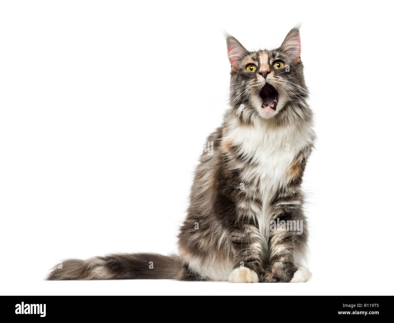 Maine Coon (2 years old Stock Photo - Alamy
