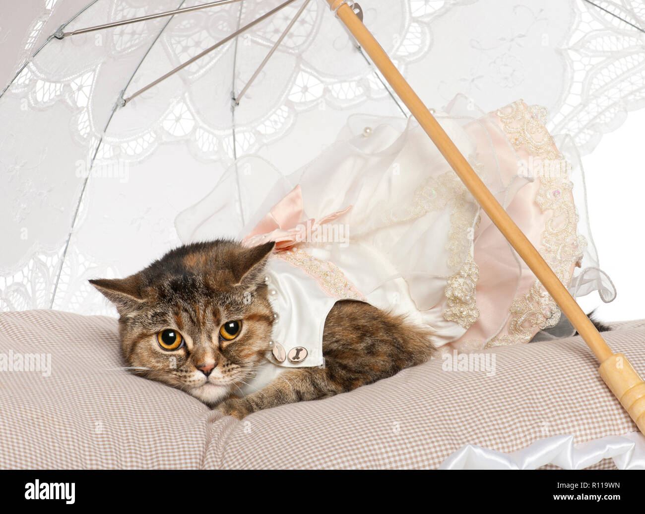 Persian cat, 1 year old, lying under parasol Stock Photo - Alamy