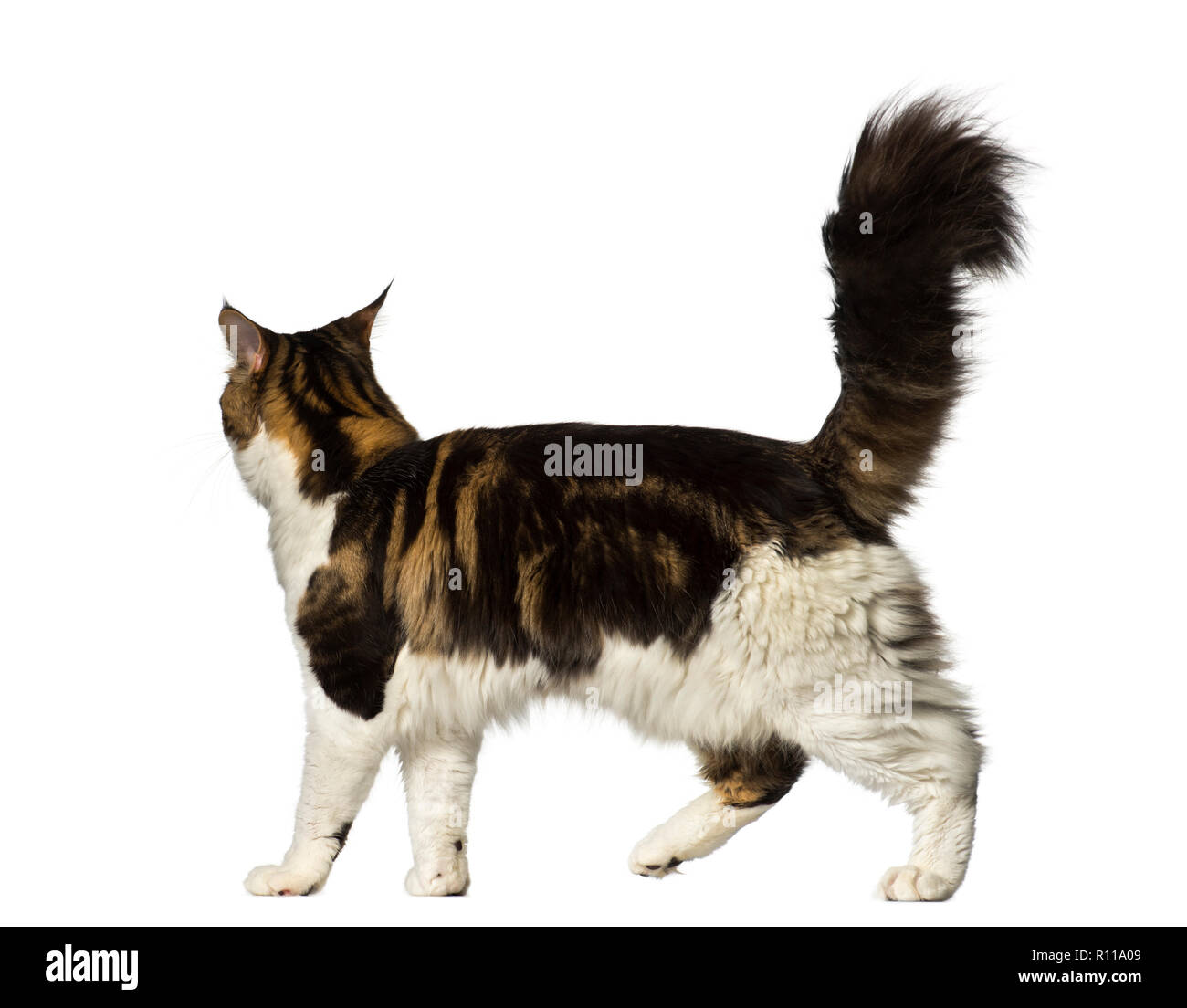 Maine Coon walking away Stock Photo - Alamy