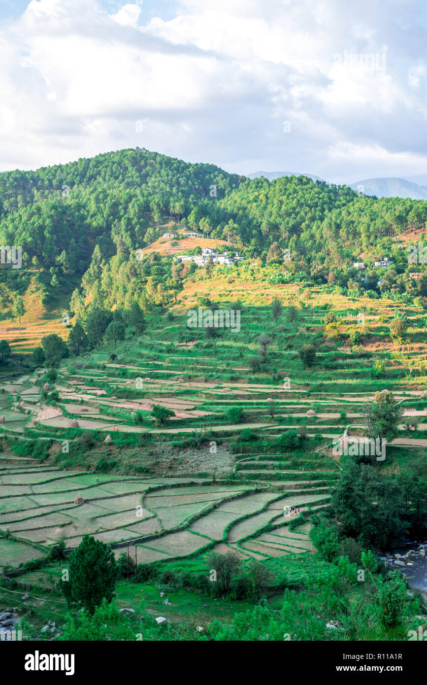 Stepping Fields in Uttrakhand - Himalaya Stock Photo - Alamy