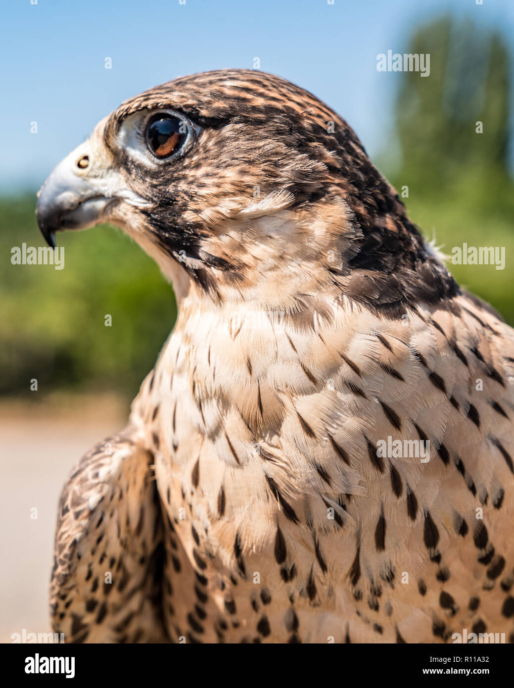 Falcons stare hi-res stock photography and images - Alamy