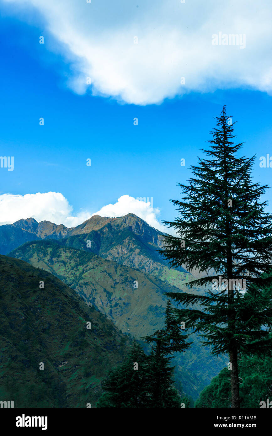 Deodar Tree in Uttrakhand Stock Photo - Alamy