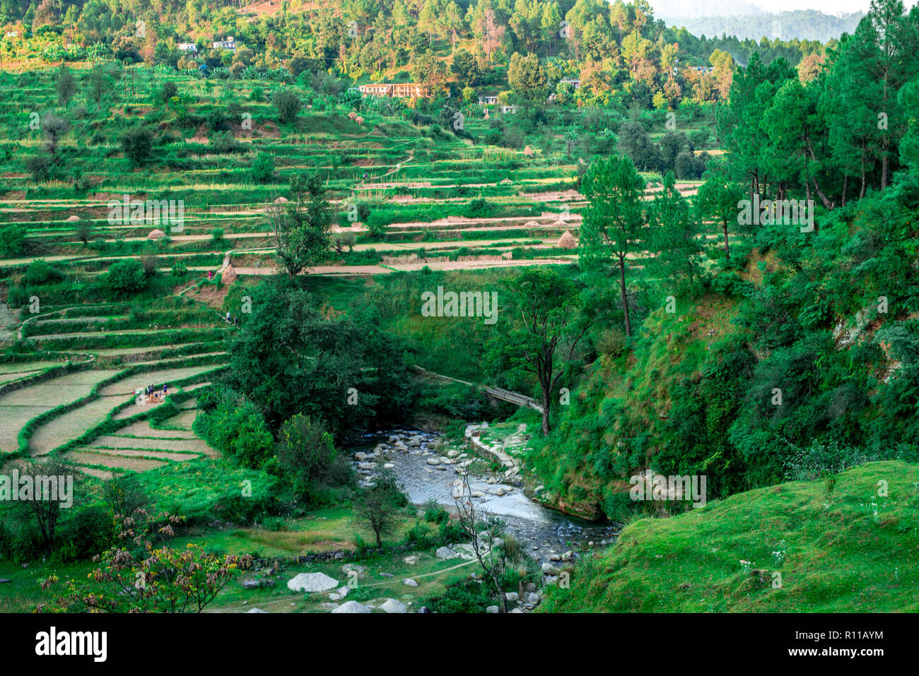 Stepping Fields in Uttrakhand - Himalaya Stock Photo - Alamy