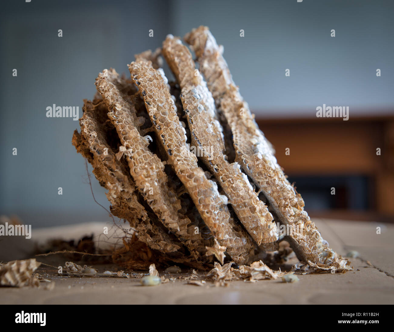 Section of wasp nest showing layers Stock Photo - Alamy