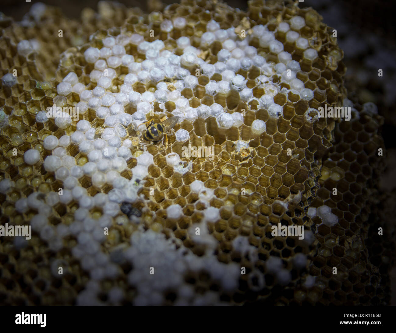 Hatching larvae in a wasps' nest Stock Photo - Alamy