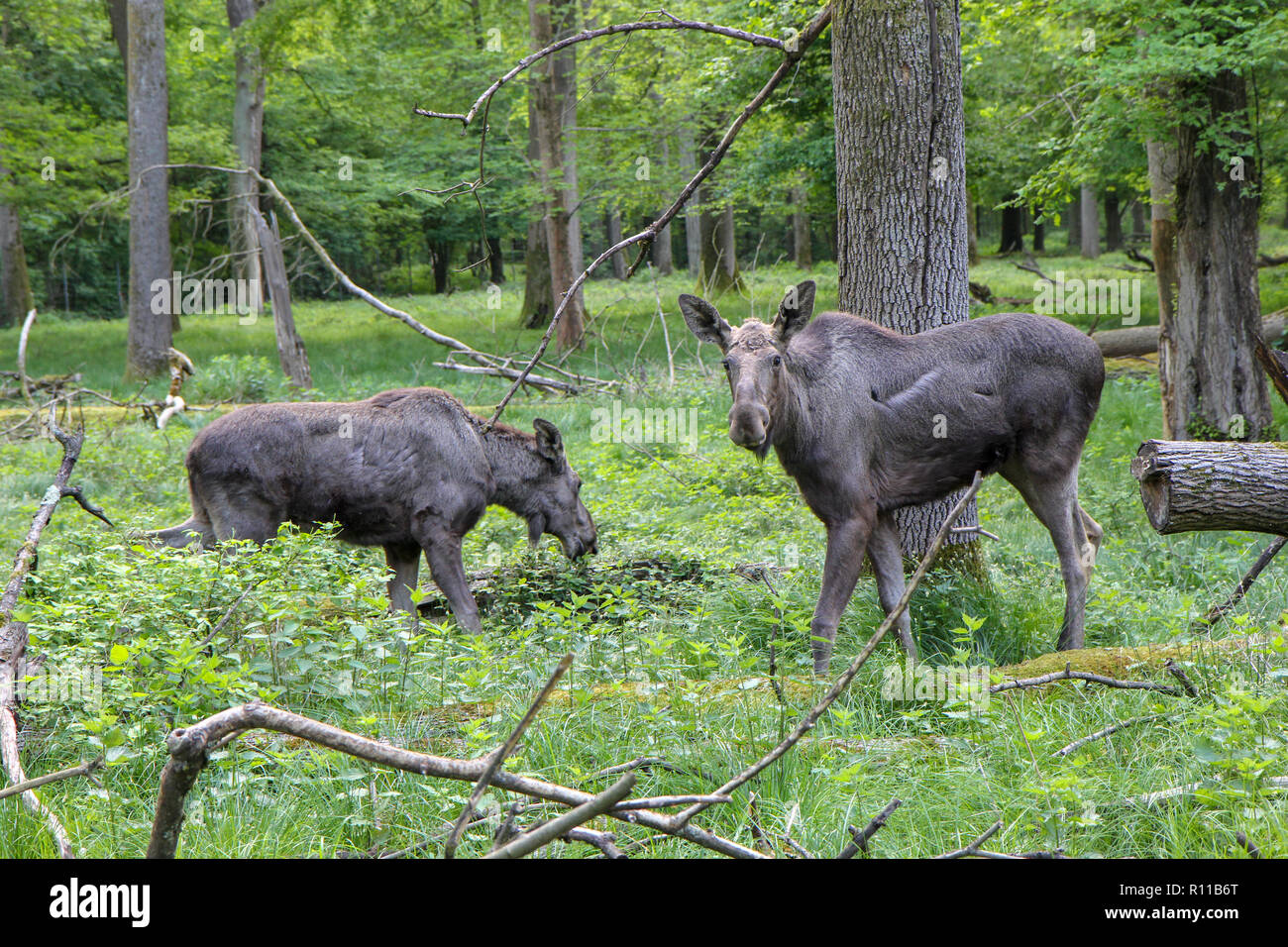 Moose female and young eating Stock Photo - Alamy