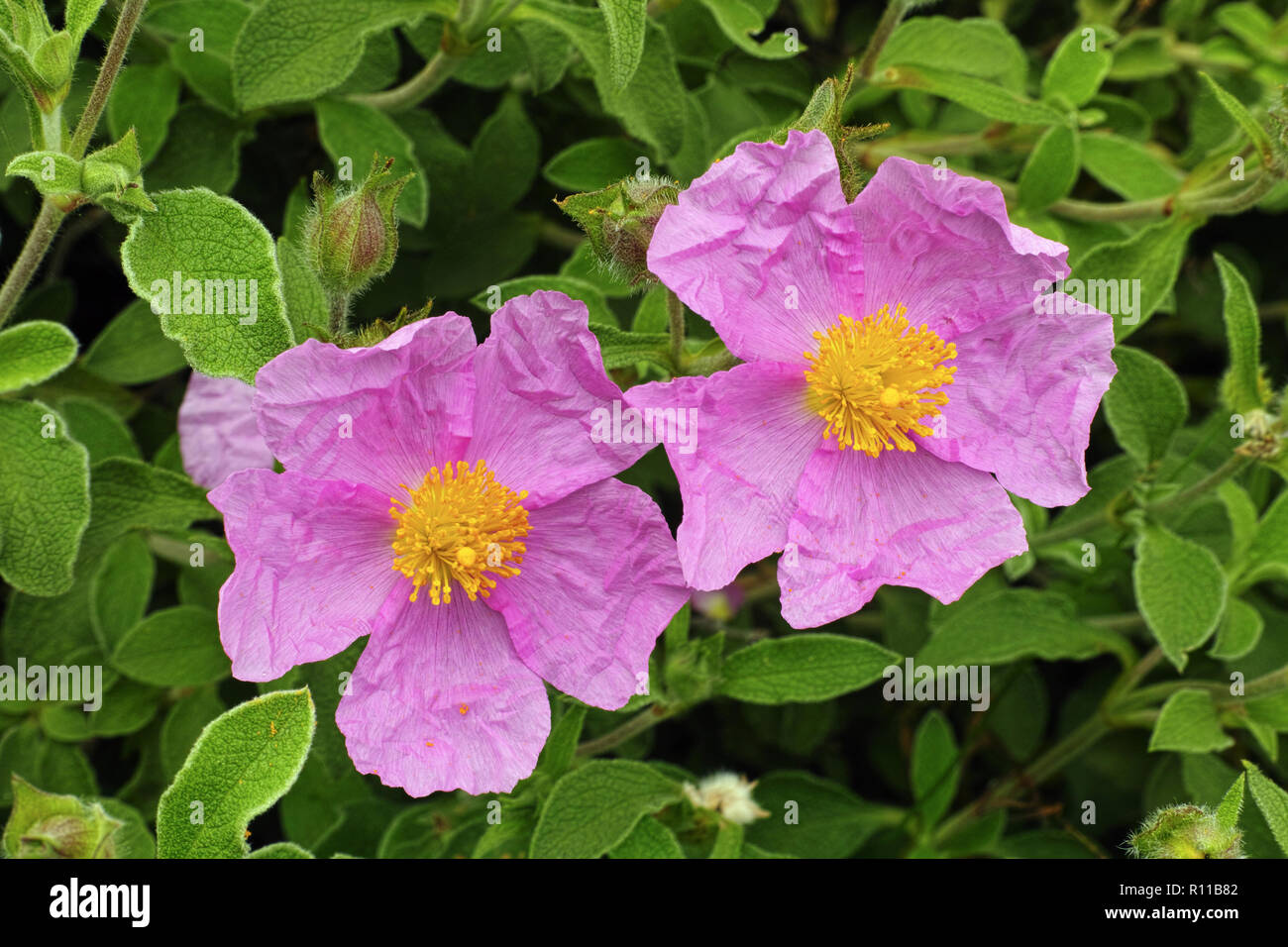 flowers and leaves of pink rock rose Stock Photo - Alamy