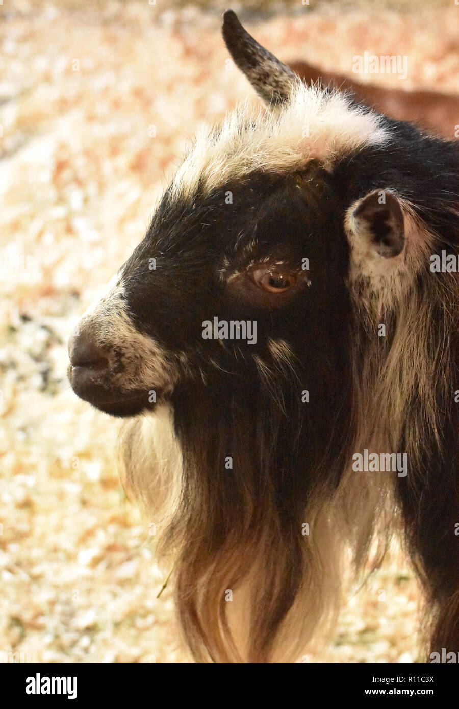 Paddock with a pygmy goat on a farm Stock Photo - Alamy