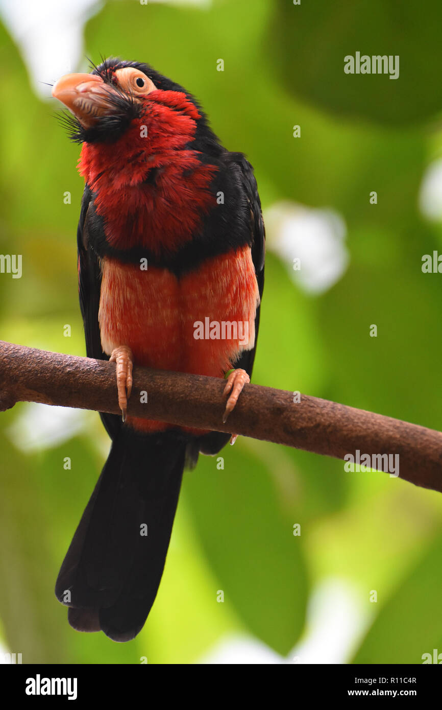 Striking bearded barbet bird sitting in a tree perch Stock Photo - Alamy
