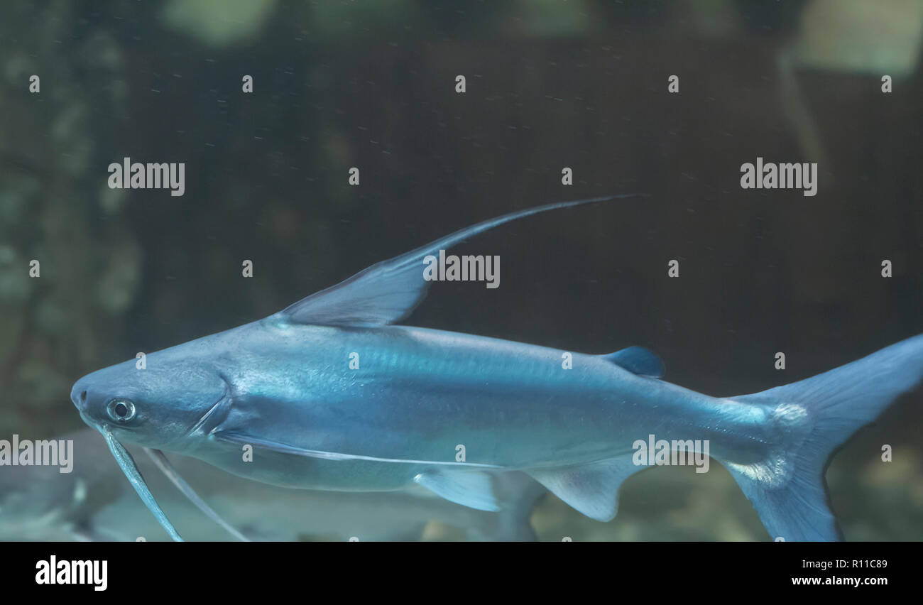 Medium sized fish hi-res stock photography and images - Alamy