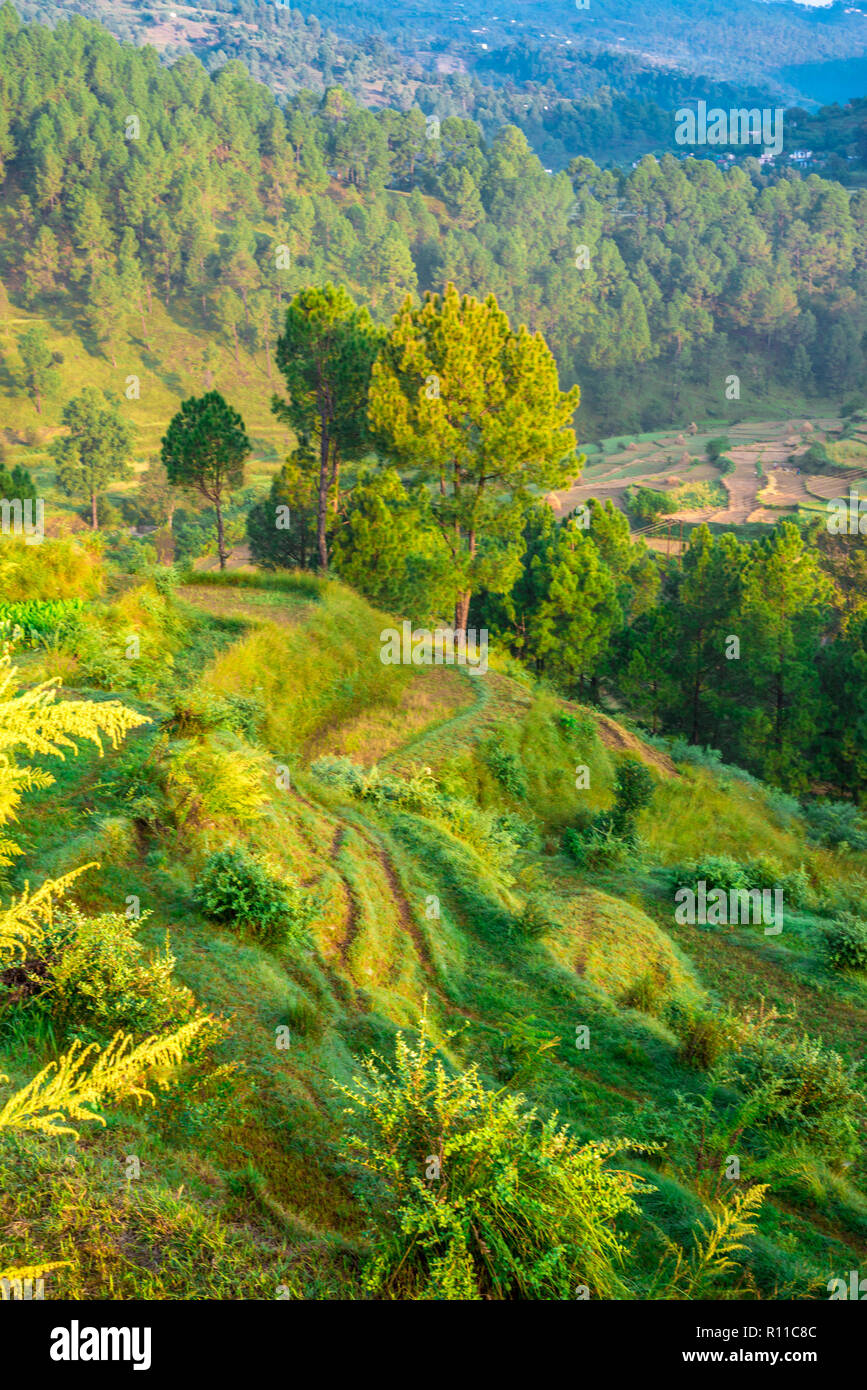 Stepping Fields in Bageswar - Himalaya Stock Photo - Alamy