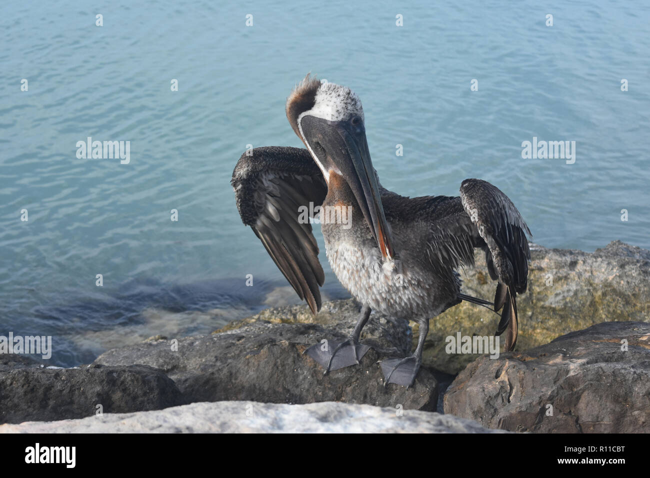 Pelican fluffing it's feathers with it's beak Stock Photo - Alamy