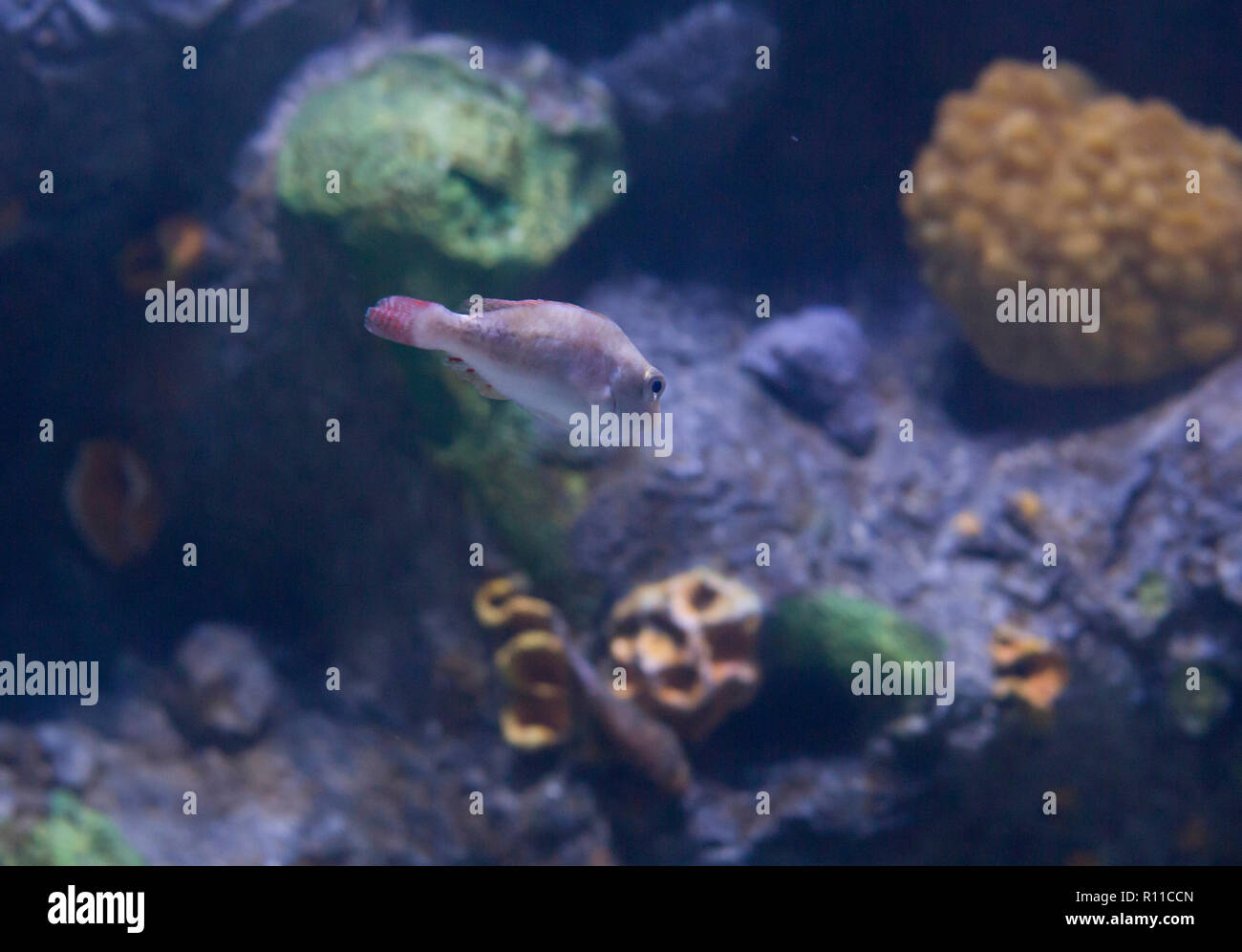 Pretty, purple fish swimming in a saltwater tank Stock Photo - Alamy