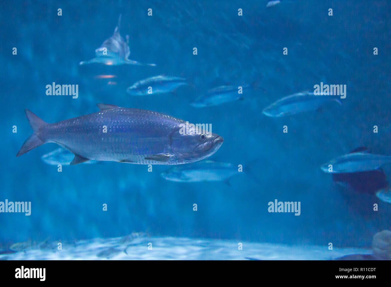 Deep sea fish large eyes hi-res stock photography and images - Alamy