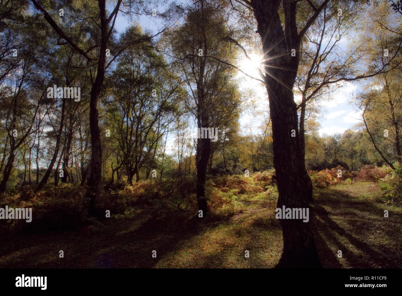 Lyndhurst new forest hi-res stock photography and images - Alamy