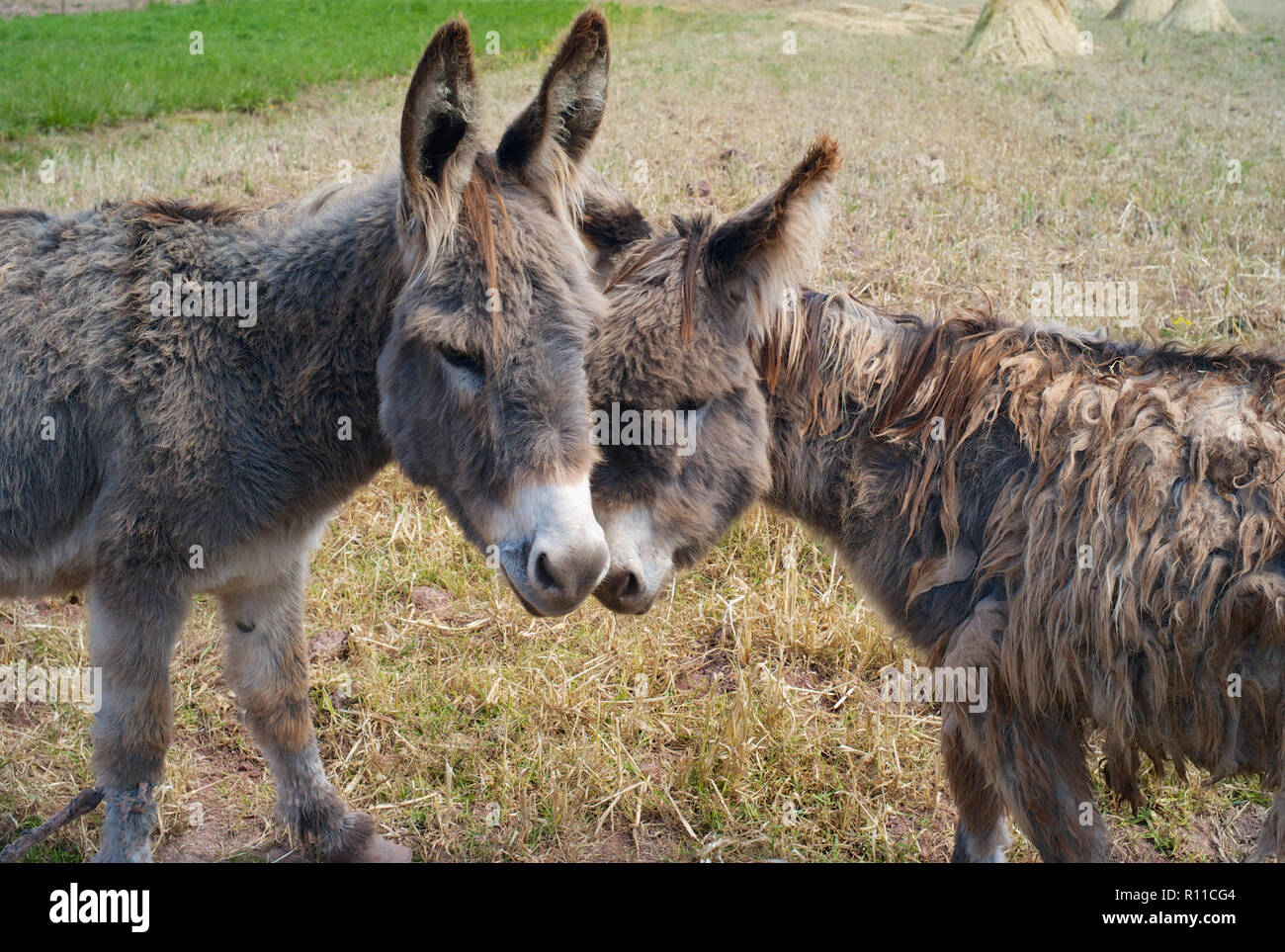 Two Funny, Cute and Adorable Brown-Grey Donkeys Playing with Each Other ...