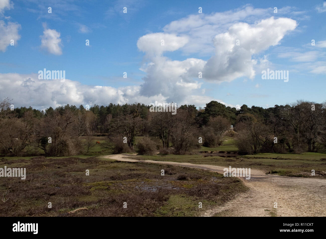 Walking through Matley Wood near Lyndhurst in the New Forest in the ...