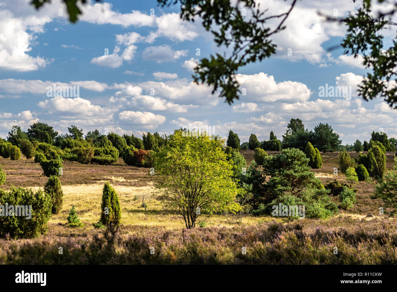 Wilseder Berg Lüneburger Heide Germany Stock Photo - Alamy