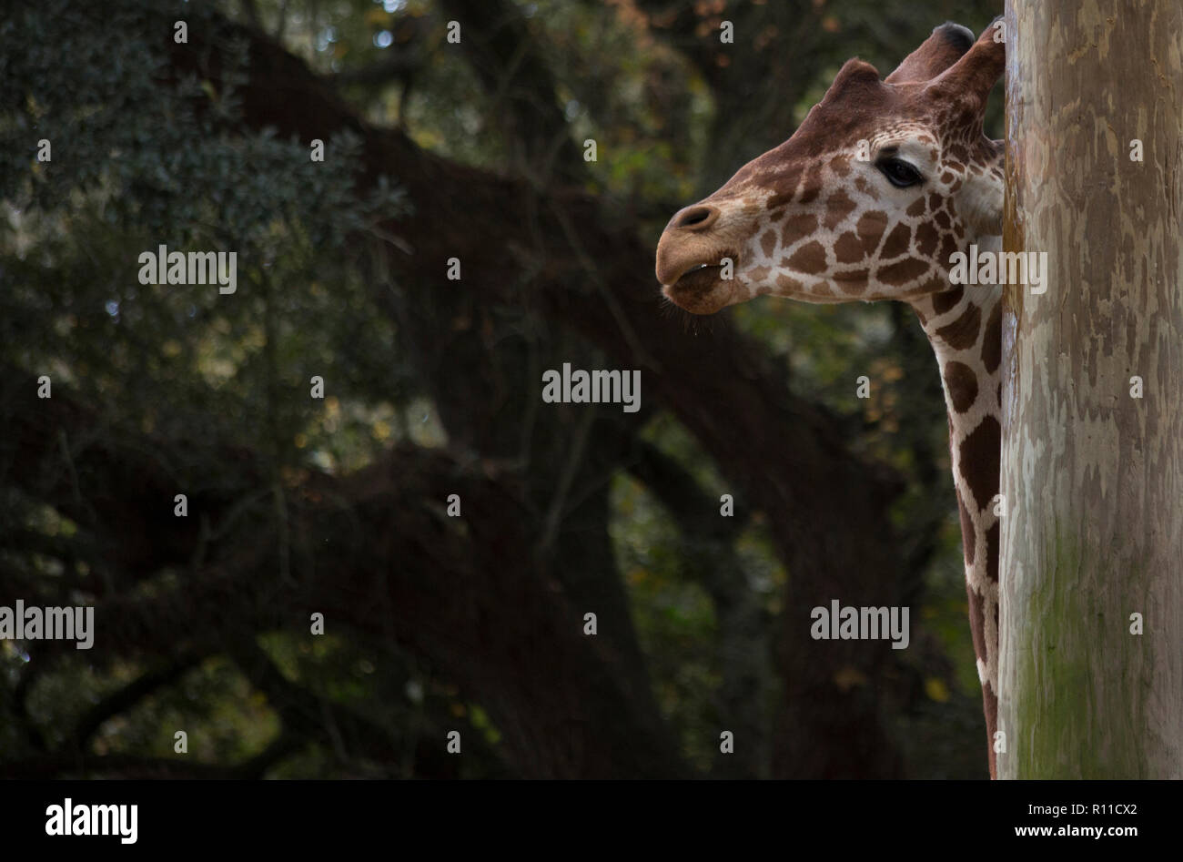 Head and neck of a giraffe hiding behind a pole Stock Photo - Alamy