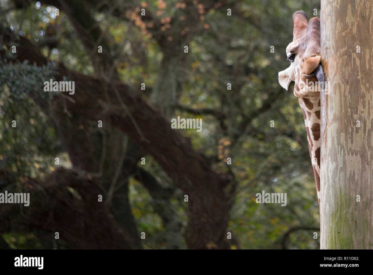Head and neck of a giraffe hiding licking a pole Stock Photo - Alamy