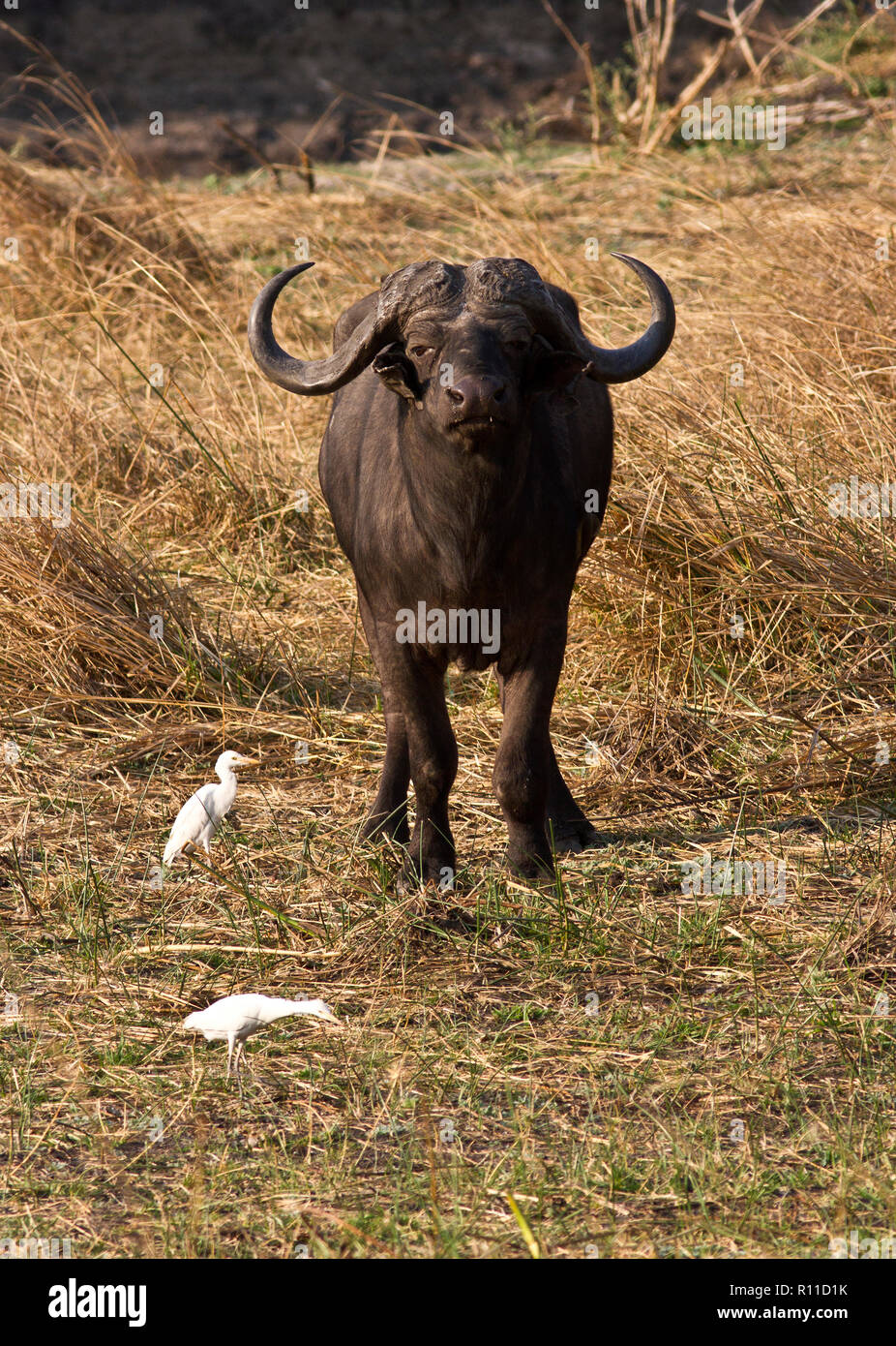 An old bull Cape Buffalo, one of the most respected of the Big Five for ...