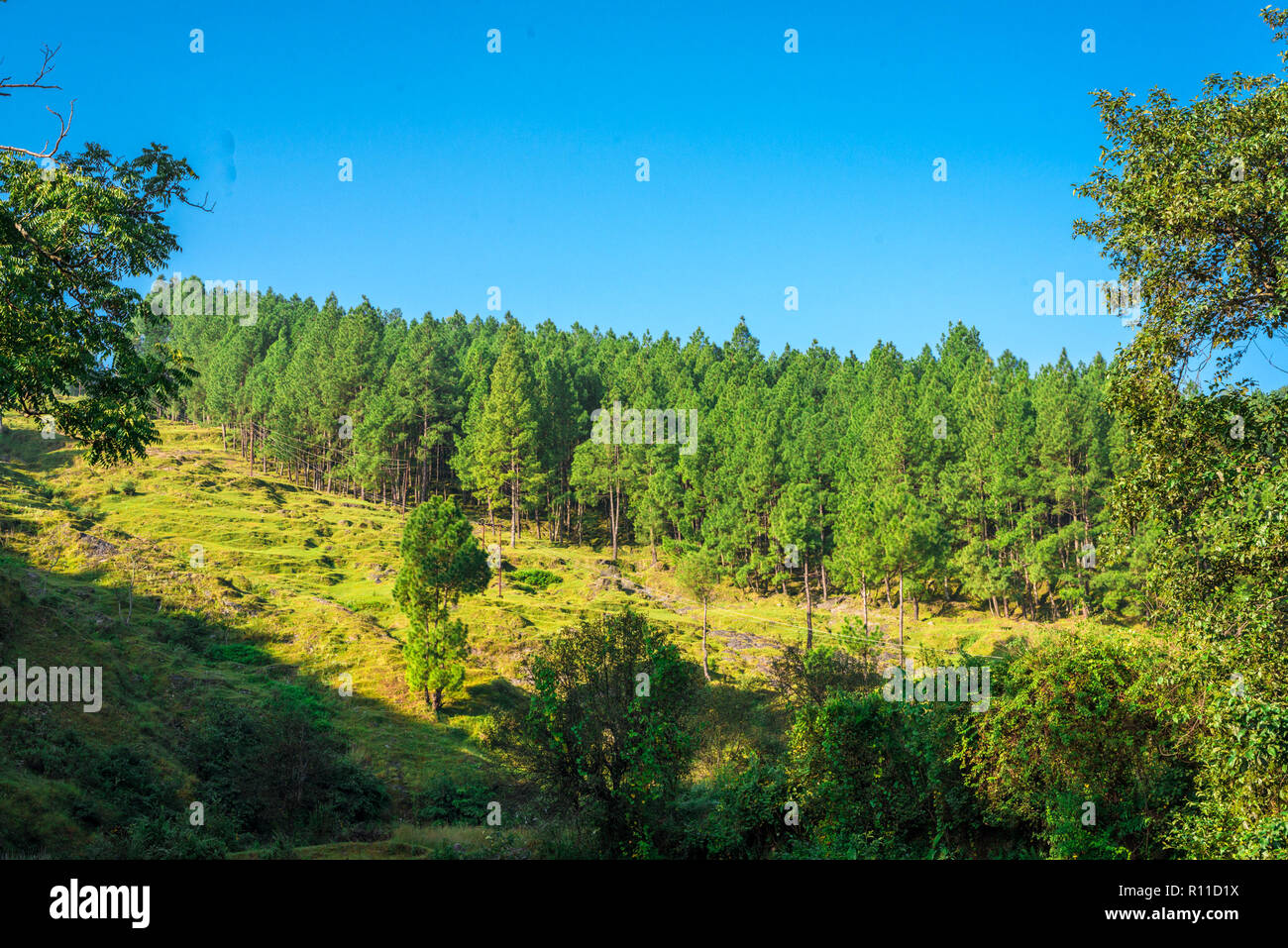 Step Farming in Uttrakhand Stock Photo - Alamy