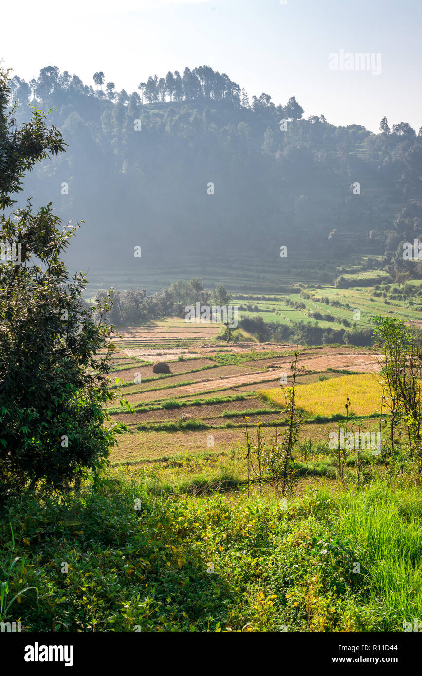 Farming in Uttrakhand, India Stock Photo - Alamy