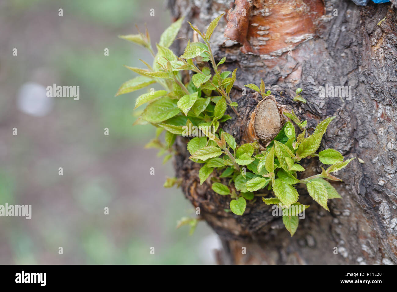 Young shoots growing from a felled tree Stock Photo - Alamy