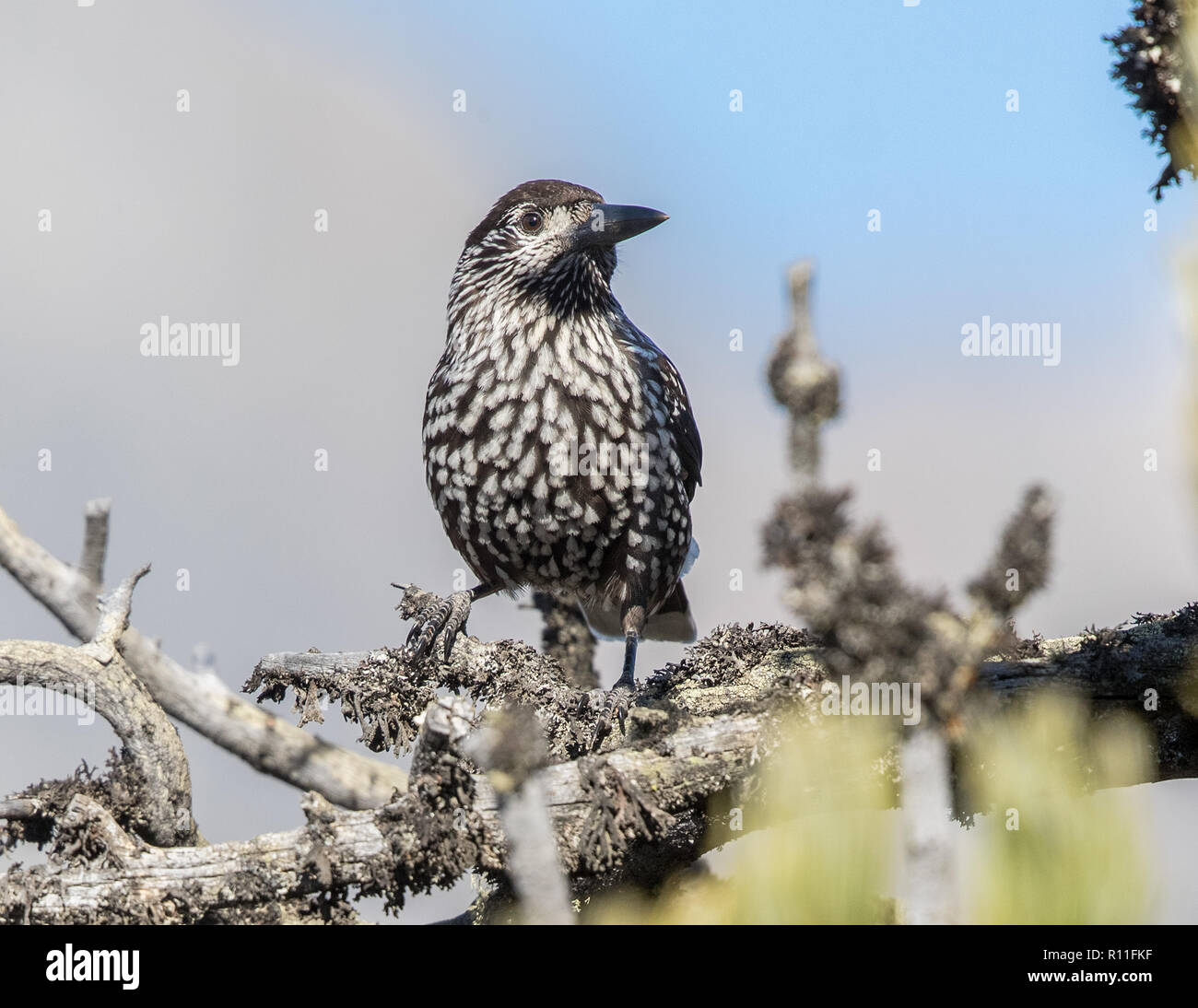 Adult Nutcracker (Nucifraga) perching on a lichen-covered tree in the ...