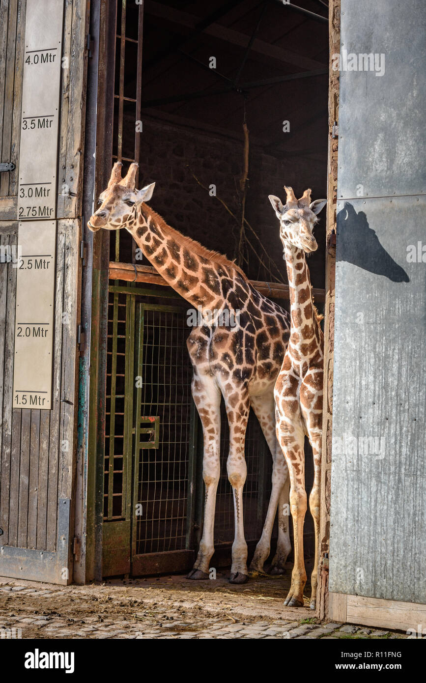 Chester zoo hi-res stock photography and images - Alamy