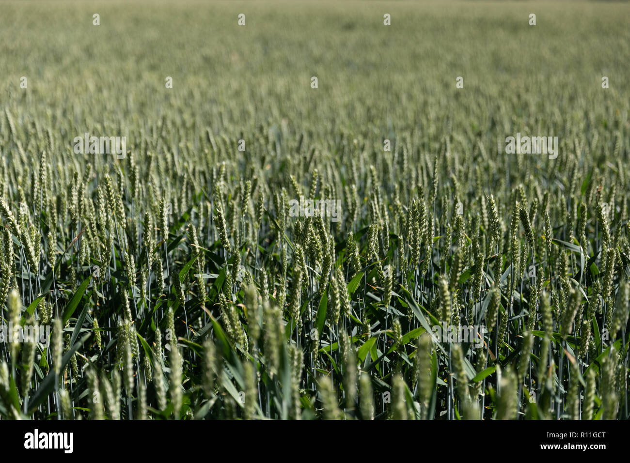 Sheath of wheat hi-res stock photography and images - Alamy