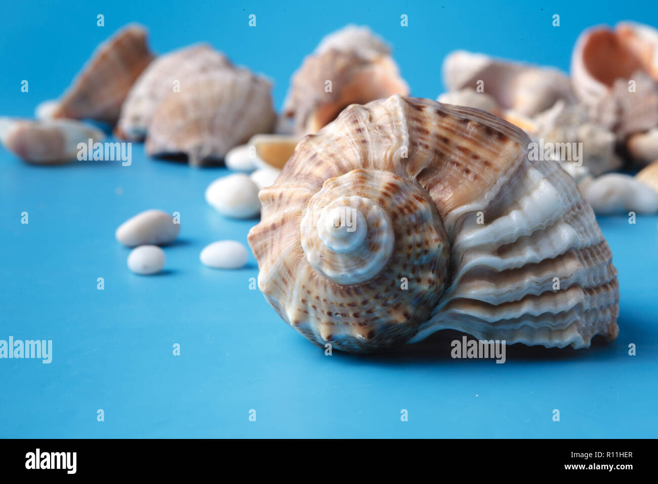 Vacation background with sea shell on blue Stock Photo - Alamy