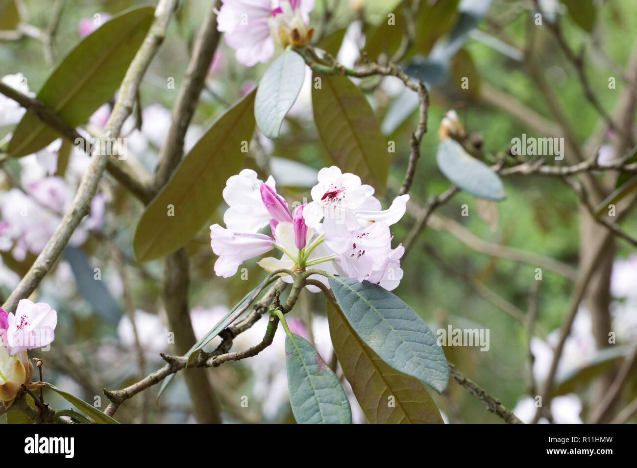 Bud shaped flowers hi-res stock photography and images - Alamy