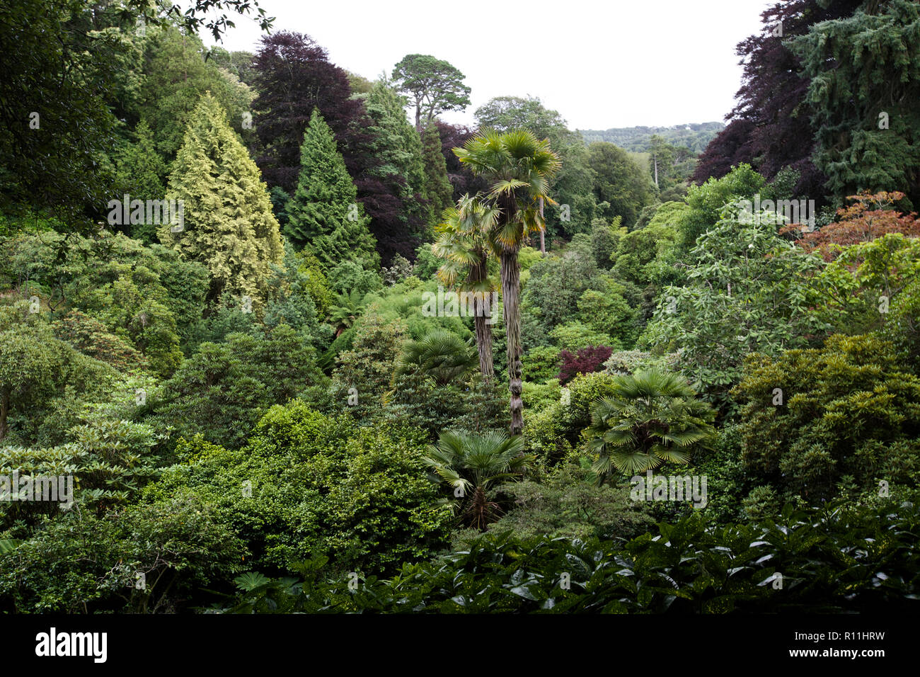 garden nature with beautiful foliage Stock Photo - Alamy