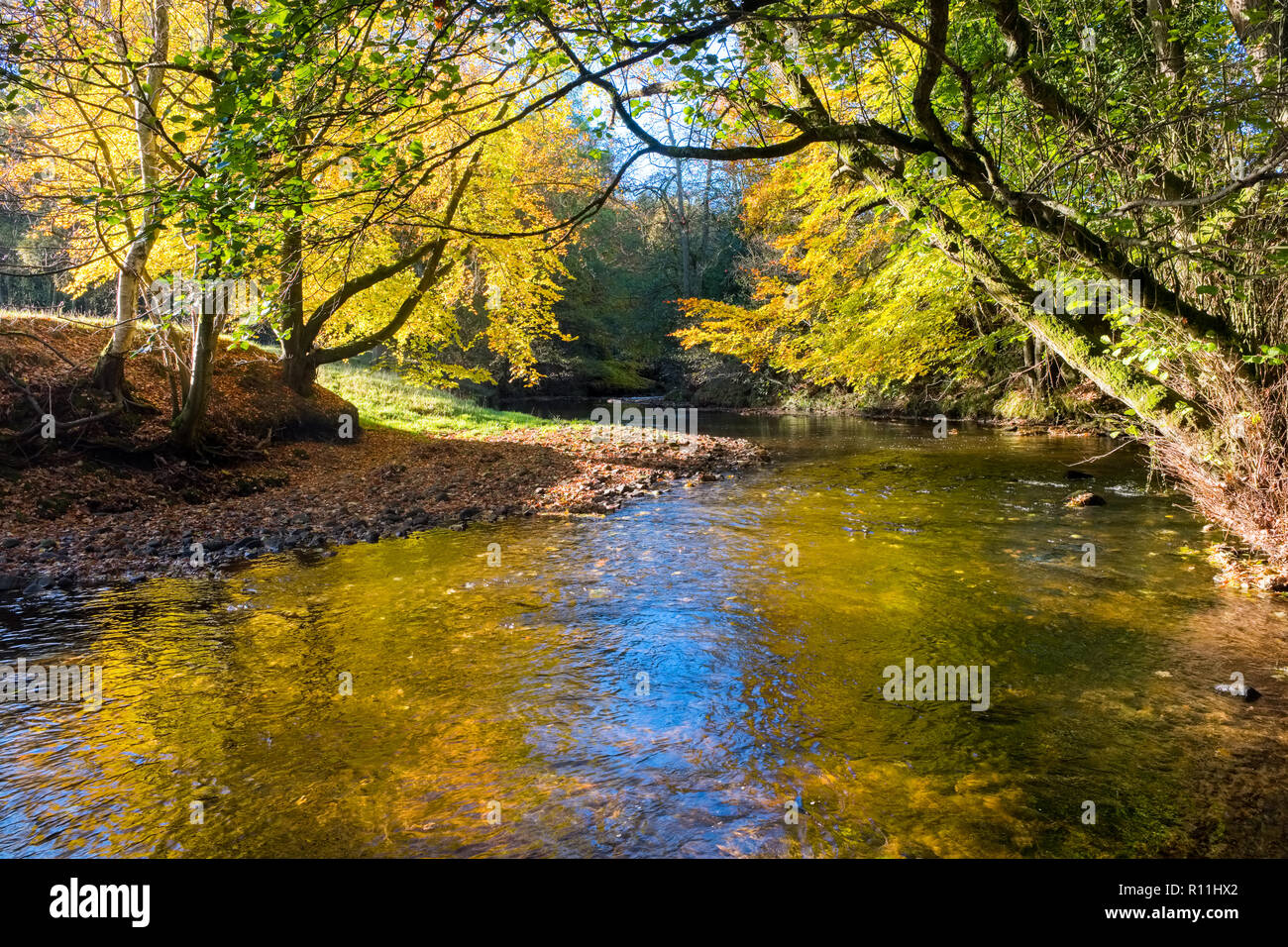The River Dane in autumn. The river flows through Gradbach in the ...