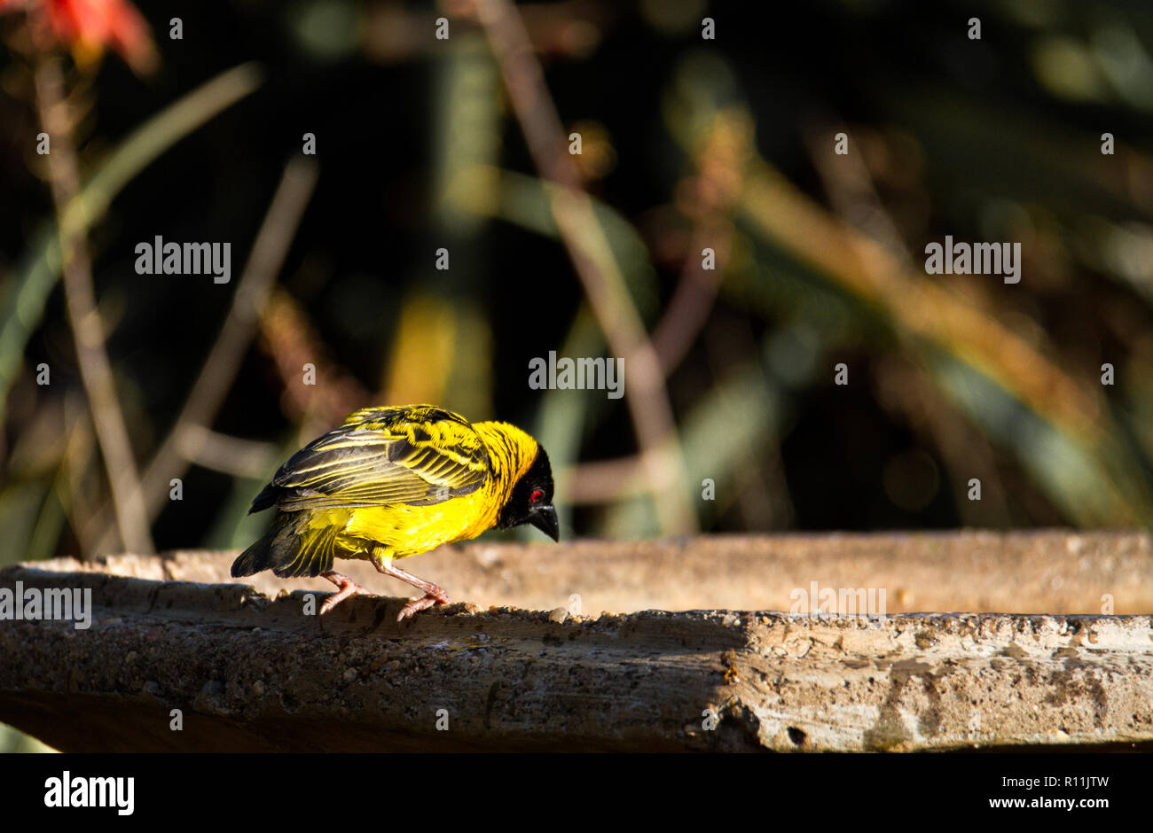 Black headed weavers hi-res stock photography and images - Alamy