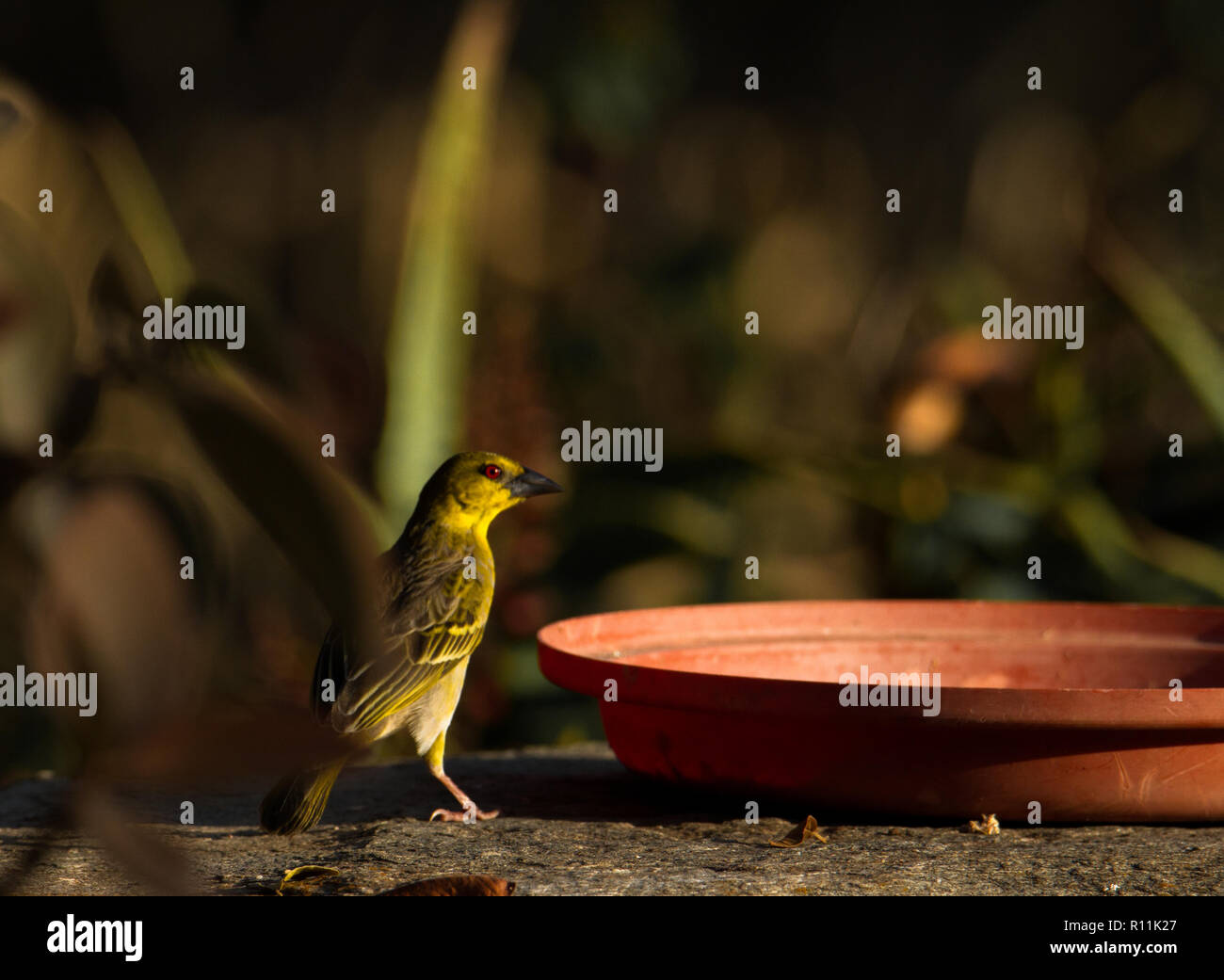 Female black headed Weaver Stock Photo - Alamy