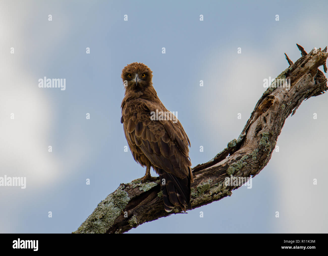 Eagle eating snake hi-res stock photography and images - Alamy