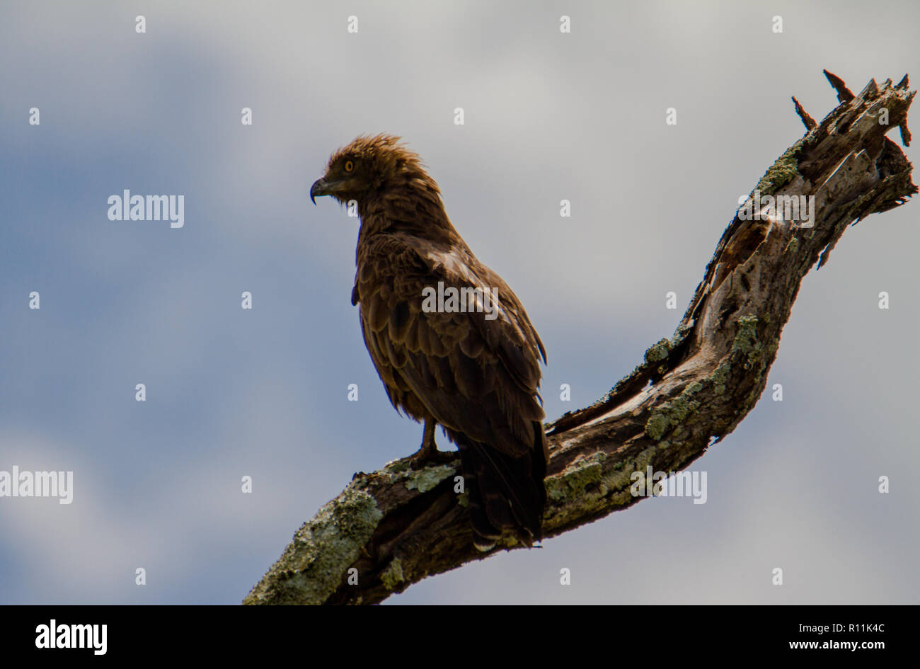 Eagle eating snake hi-res stock photography and images - Alamy