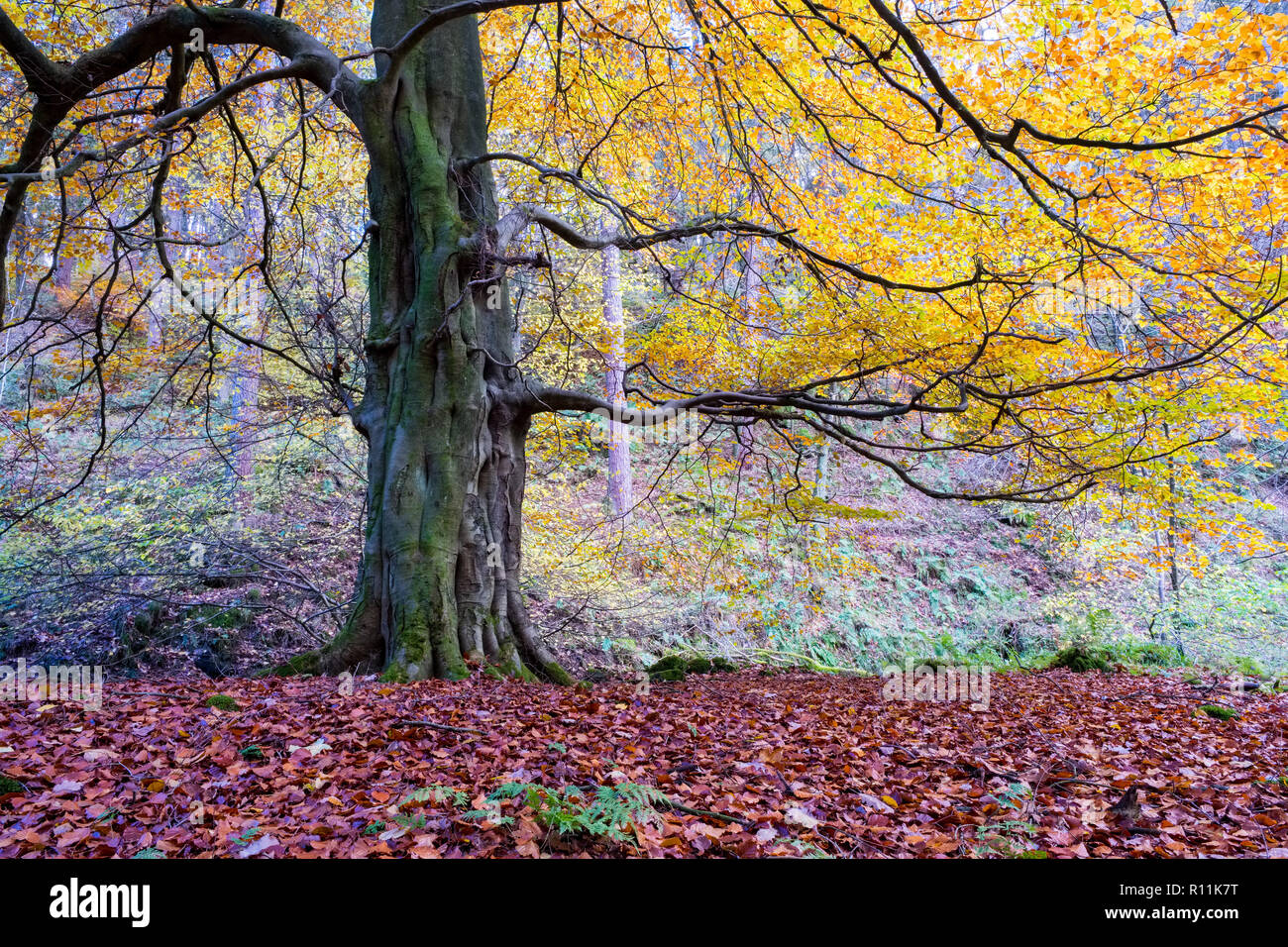 autumn colours on the trees in Gradbach woods, Peak District National ...