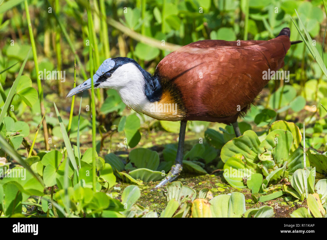 African Jacana. Lake Manyara National Reserve. Tanzania Stock Photo - Alamy