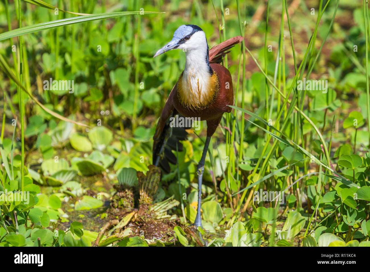 African Jacana. Lake Manyara National Reserve. Tanzania Stock Photo - Alamy